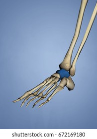 Talus Bone 3d Model Stock Illustration 672169180 | Shutterstock