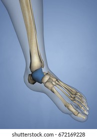 Talus Bone 3d Model Stock Illustration 672169228 | Shutterstock