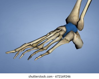 Cuboid Bone 3d Model Stock Illustration 676808647