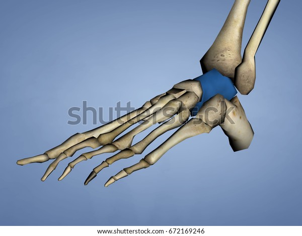 Talus Bone 3d Model Stock Illustration 672169246 | Shutterstock