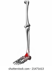 Ilustrasi Stok Navicular Bone Highlighted Red On Skeletal 21471676 ...