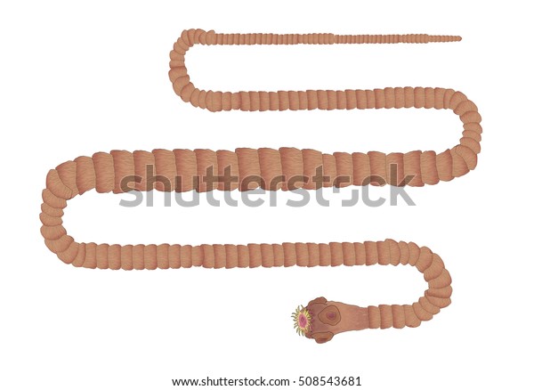 Tapeworm Stock Illustration 508543681