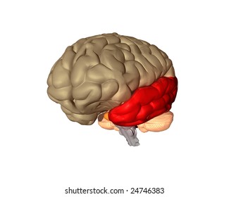 3,007 Temporal lobes Images, Stock Photos & Vectors | Shutterstock