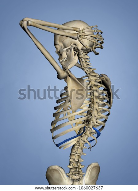 Tenth Rib Rib Cage 3d Model Stock Illustration 1060027637 | Shutterstock