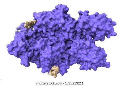 Tertiary Structure Human Coagulation Factor Viii Stock Illustration ...