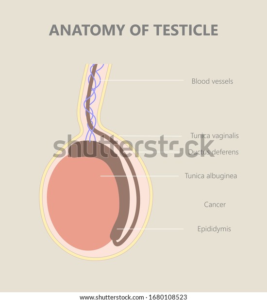 Testicles Anatomy Testicle Illustration Cross Section Stok İllüstrasyon