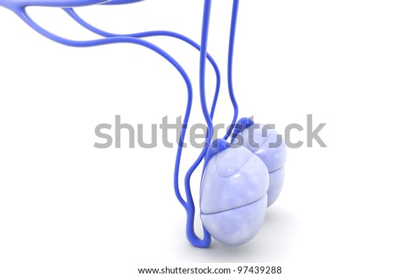 Testicles Isolated On White Background Stock Illustration 97439288 ...