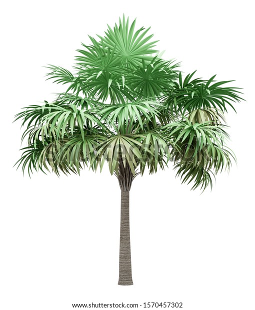 Thatch Palm Tree Isolated On White Stock Illustration 1570457302 ...