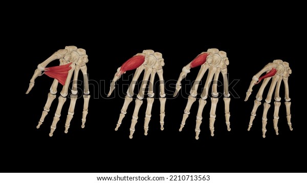 Thenar Muscles Hand3d Rendering Stock Illustration 2210713563 ...
