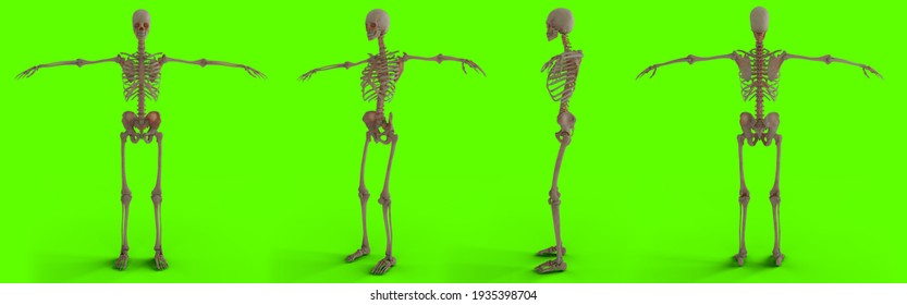 30 Skull 360 Images, Stock Photos & Vectors | Shutterstock