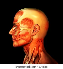 9,313 Muscles of face anatomy Images, Stock Photos & Vectors | Shutterstock