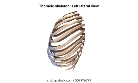 Thoracic Skeleton Lateral View 3d Illustration Stock Illustration ...