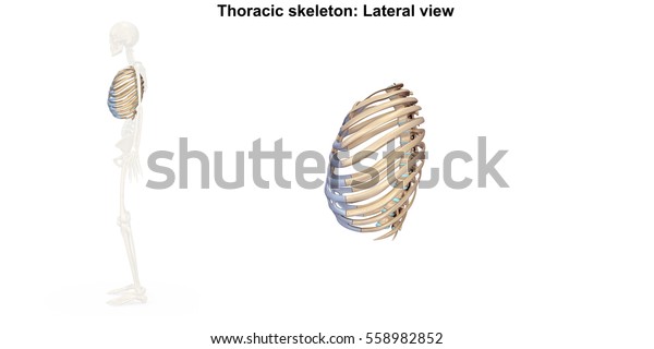 Thoracic Skeleton Lateral View 3d Illustration Stock Illustration ...