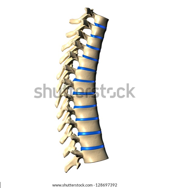 Thoracic Spine Lateral Side View Stock Illustration 128697392 ...