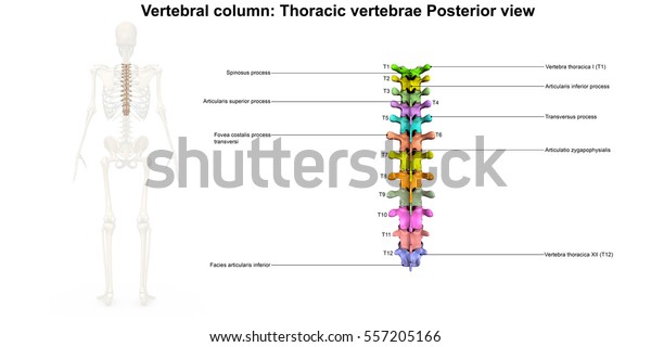 Thoracic Spine Posterior View 3d Illustration 스톡 일러스트 557205166