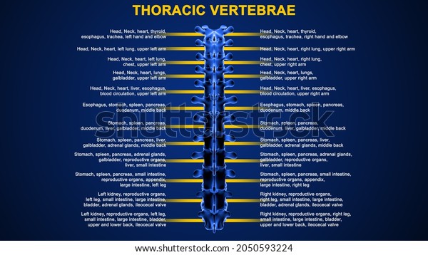 Thoracic Vertebrae Bones Labeled 3d Illustration 库存插图 2050593224 ...