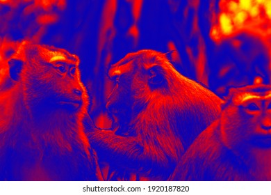1,519 Monkey heat Images, Stock Photos & Vectors | Shutterstock