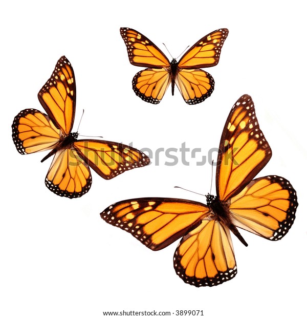 Three Butterflies: ilustración de stock 3899071 | Shutterstock