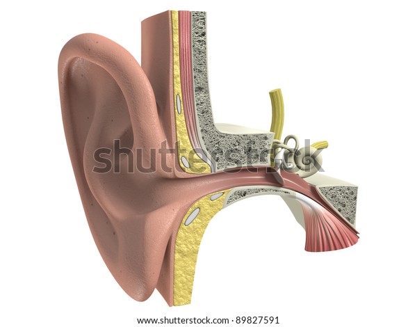 Three Dimensional Human Ear Anatomy Stock Illustration 89827591