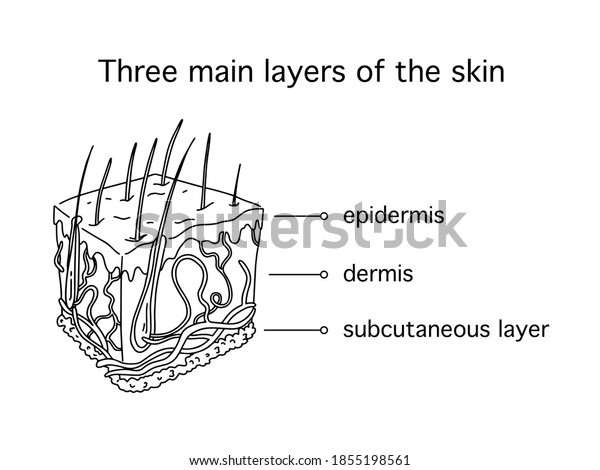Three Main Layers Human Skin Epidermis Stok İllüstrasyon 1855198561