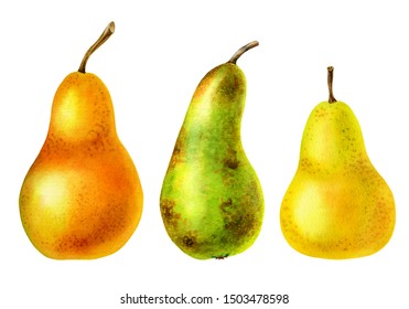 Ilustrasi Stok Three Pears Tree Branch Realistic Botanical 1503478598 ...