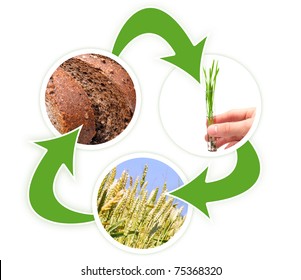 812 Wheat Growth Stages Images, Stock Photos & Vectors | Shutterstock