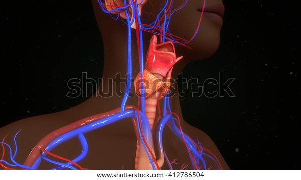 Thyroid Gland 3d Illustration Stock Illustration 412786504