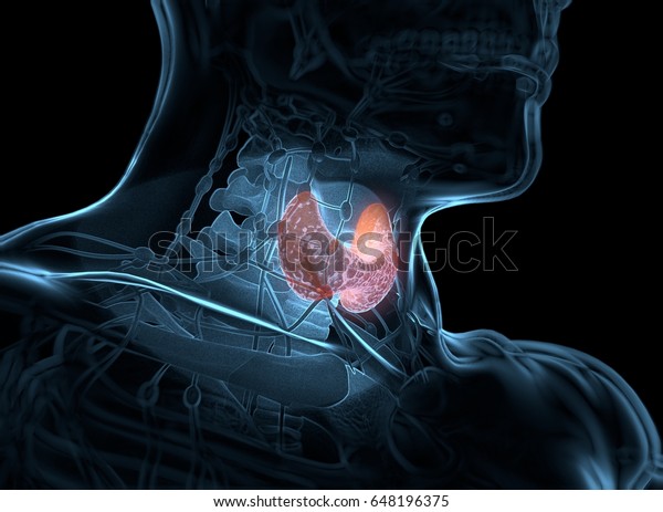 Thyroid Gland Inside Human Body Glowing Stock Illustration 648196375 ...
