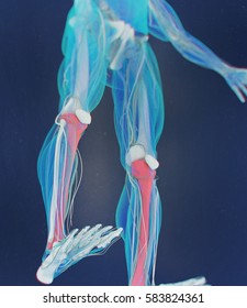 Tibia Bone Human Anatomy 3d Illustration Stock Illustration 583824361 ...
