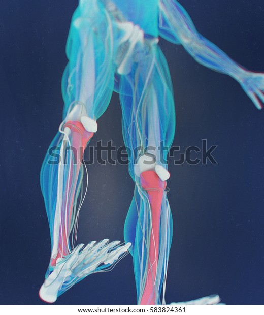 Tibia Bone Human Anatomy 3d Illustration Stock Illustration 583824361 ...