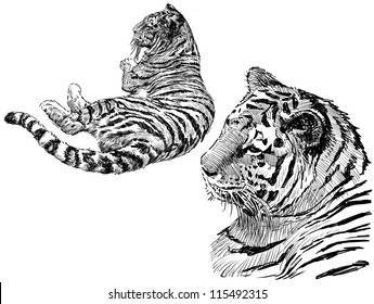 Tiger Back View 스톡 일러스트 1044593149 | Shutterstock