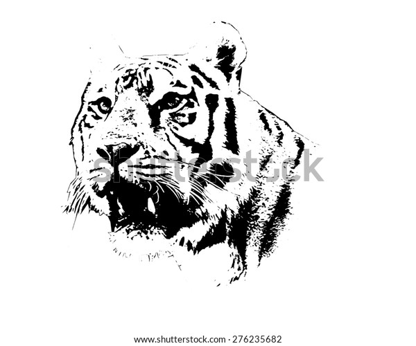 Tiger Ink Drawing Textile Design Over Stock Illustration 276235682 ...