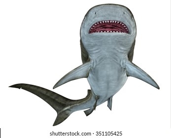 83 Underside of shark Images, Stock Photos & Vectors | Shutterstock