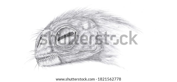 Tiny Flying Pterosaur Anurognathus Stock Illustration 1821562778 ...