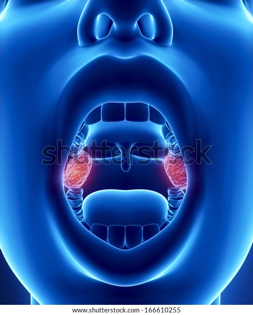 Tonsils Anatomy 库存插图 166610255 | Shutterstock