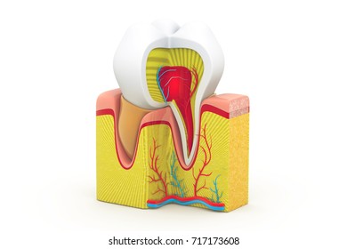 Tooth Anatomy3d Render Stock Illustration 717173608 | Shutterstock