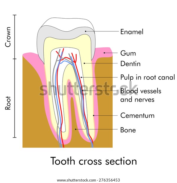 Tooth Cross Section Showing Teeth Anatomy 스톡 일러스트 276356453 | Shutterstock