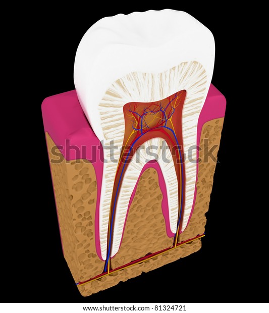 Tooth Cut Section Isolated Over Black Stock Illustration 81324721 ...