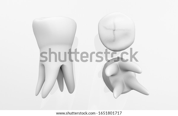 Tooth Lateral Front View Top View Stock Illustration 1651801717