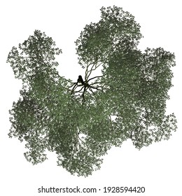 Top Plan View Vegetation Tree 3d Stock Illustration 1928594420 ...