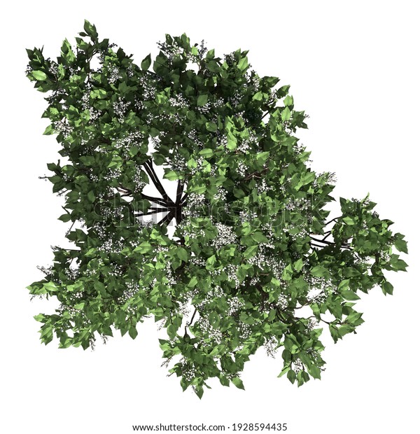 Top Plan View Vegetation Tree 3d 库存插图 1928594435 | Shutterstock