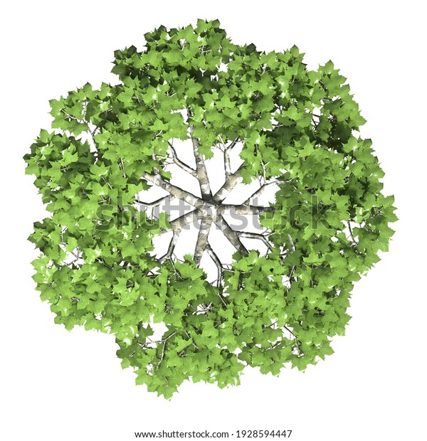 Top Plan View Vegetation Tree 3d Stock Illustration 1928594447 ...