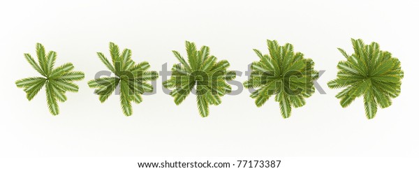 Top View 3d Render Palm Tree Stock Illustration 77173387 | Shutterstock