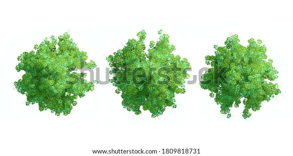 Top View 3d Trees Isolated On Stock Illustration 1809818731 | Shutterstock