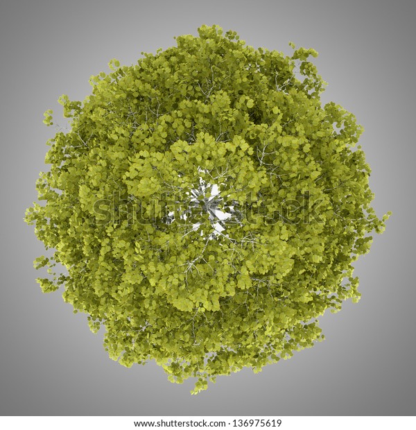 Top View Birch Tree Isolated On Stock Illustration 136975619 | Shutterstock