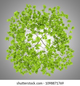 Top View Apple Tree Isolated On Stock Illustration 1073542808
