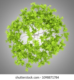 Top View Cherry Tree Isolated On Stock Illustration 1098871784 ...