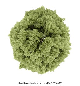 Top View Common Ash Tree Isolated Stock Illustration 457749601 ...