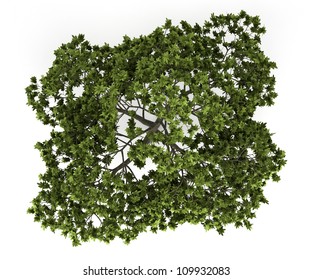 2,102 imágenes de Ficus top view - Imágenes, fotos y vectores de stock ...