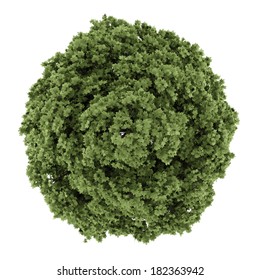 28,109 Maple tree top view Images, Stock Photos & Vectors | Shutterstock